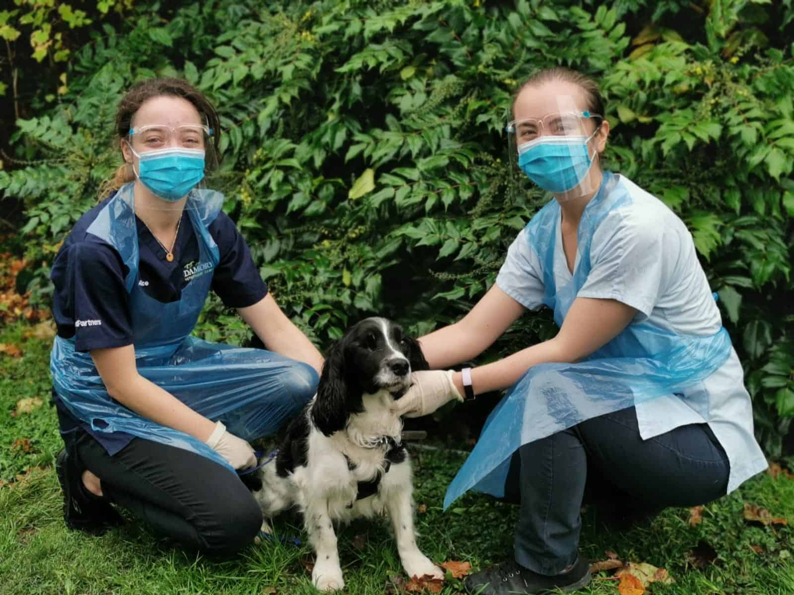 A Vet's Voice | Life as a new graduate - The BV