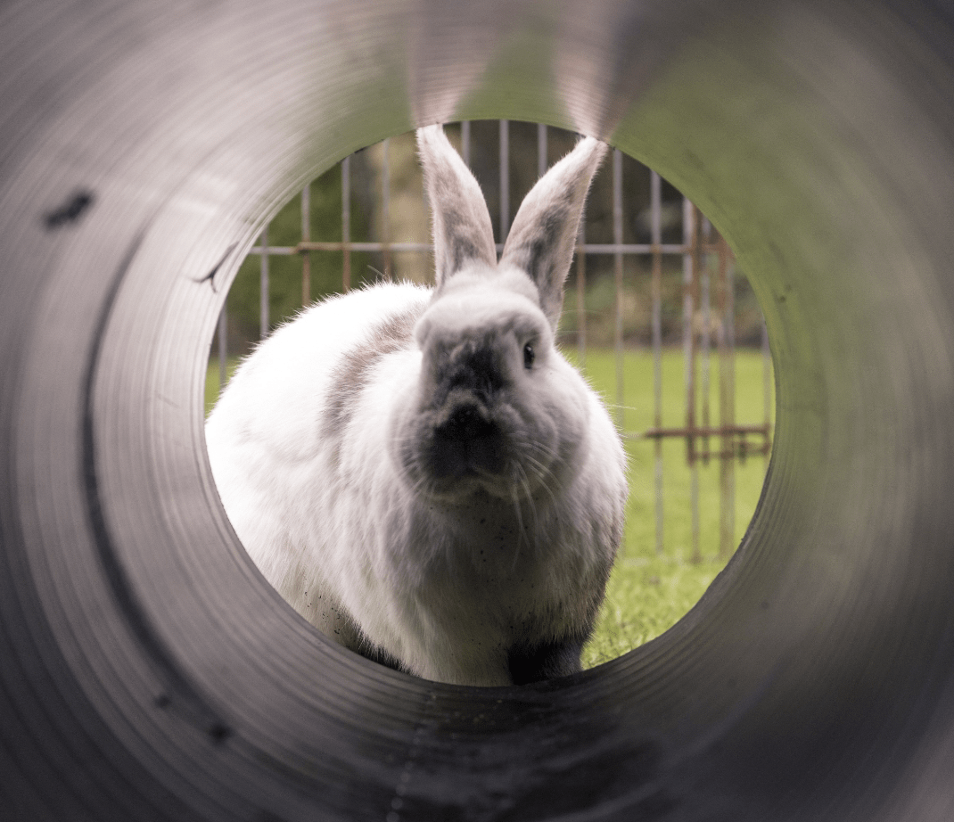 Rabbits: No cuddles, more space, never alone ... they're not the pet ...