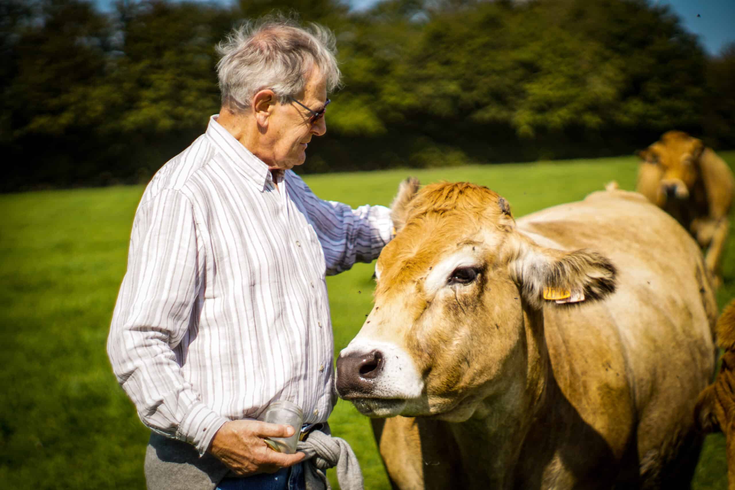 Aubrac Cattle Blackmore Vale – French Breed Thrives in Dorset