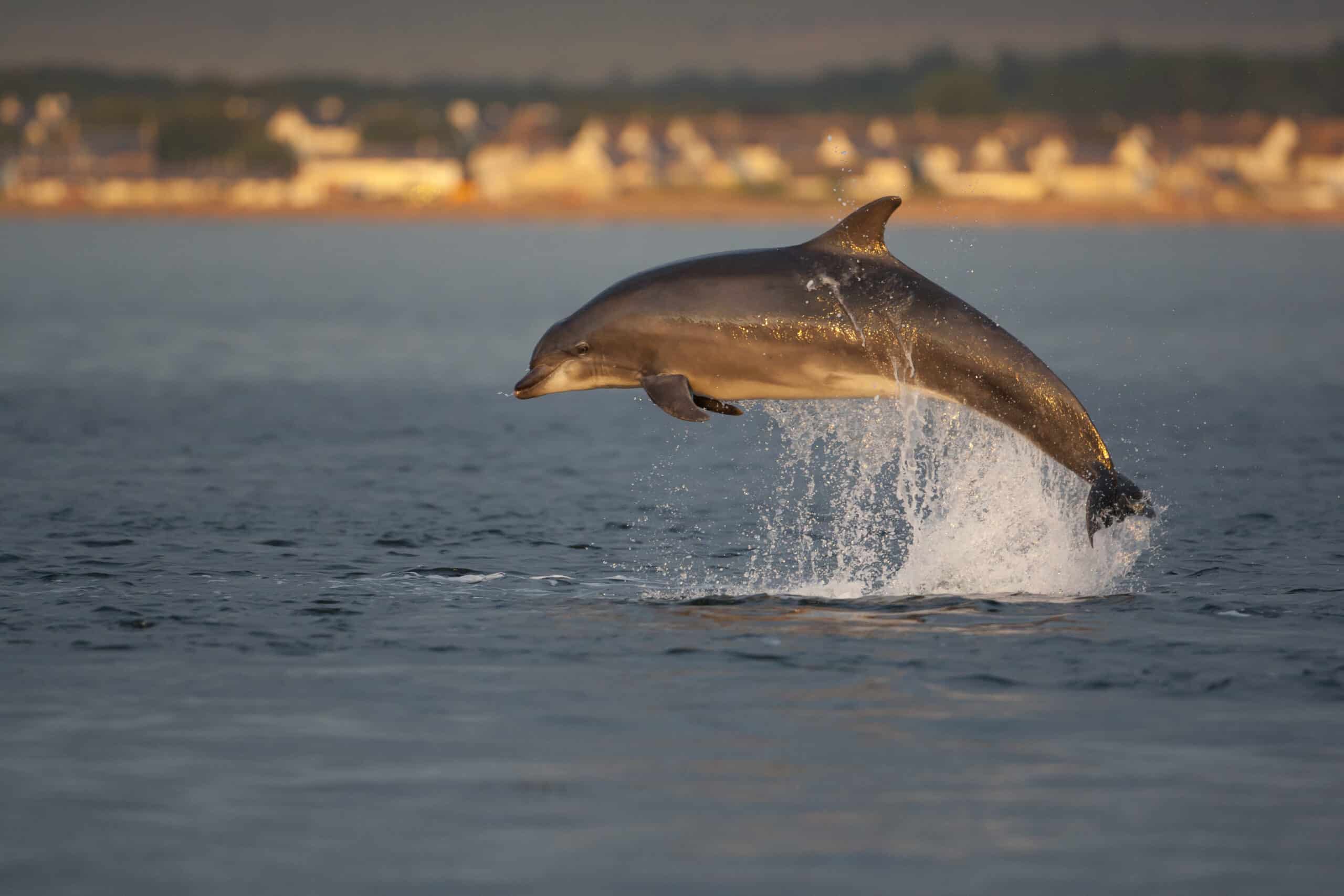 Where to see dolphins in Dorset - The BV