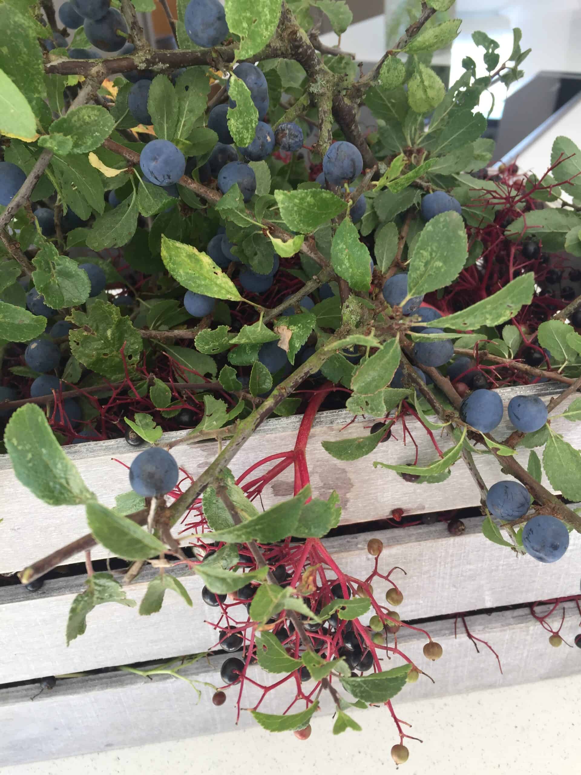 Hedgerow superfoods UK – Foraging elderberries, rosehips & sloes