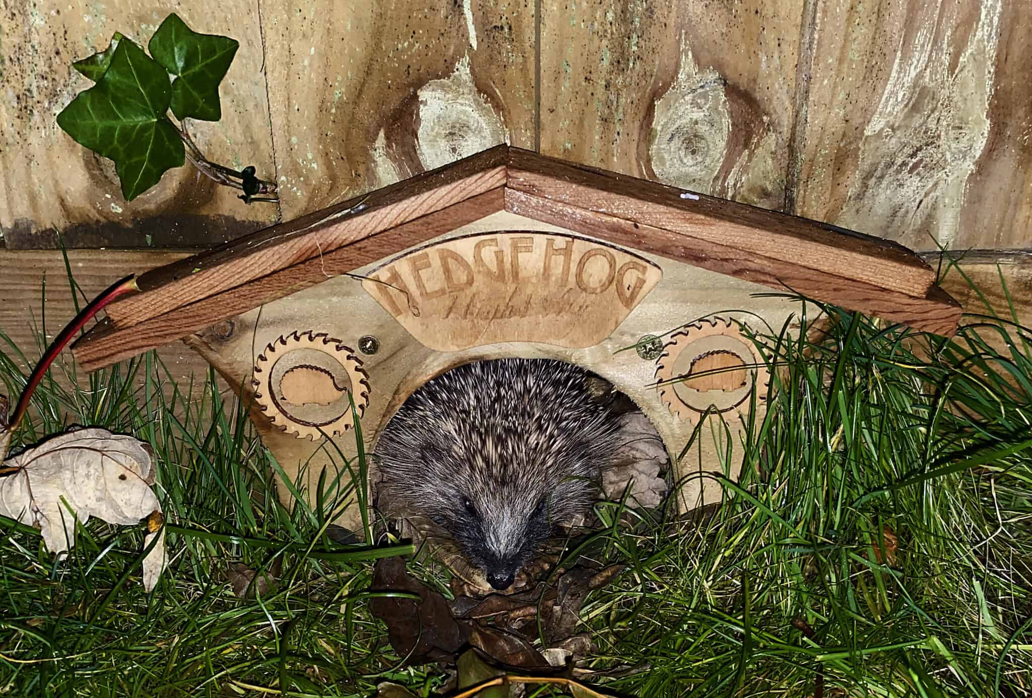 How to save hedgehogs - The BV