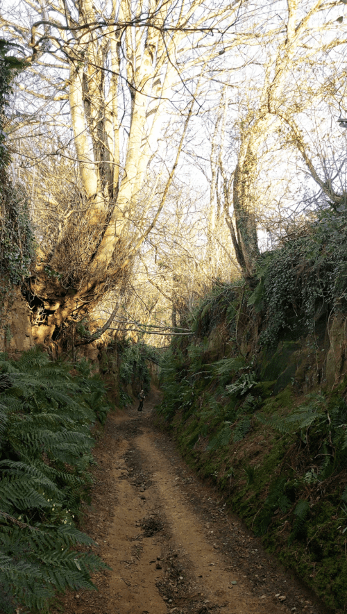 Hell Lane Dorset Walk Ancient Holloway Circular Route