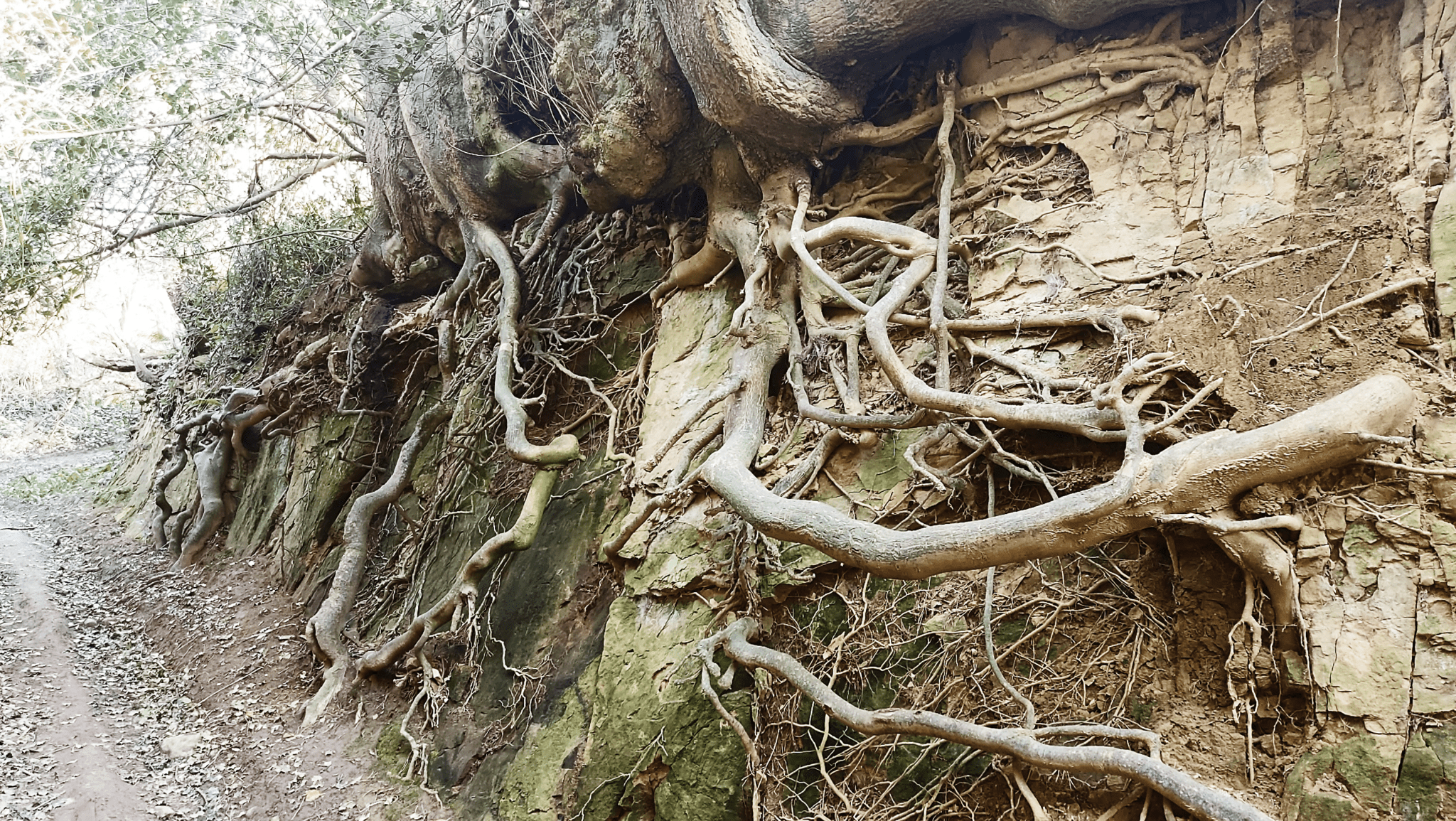 Hell Lane Dorset Walk Ancient Holloway Circular Route