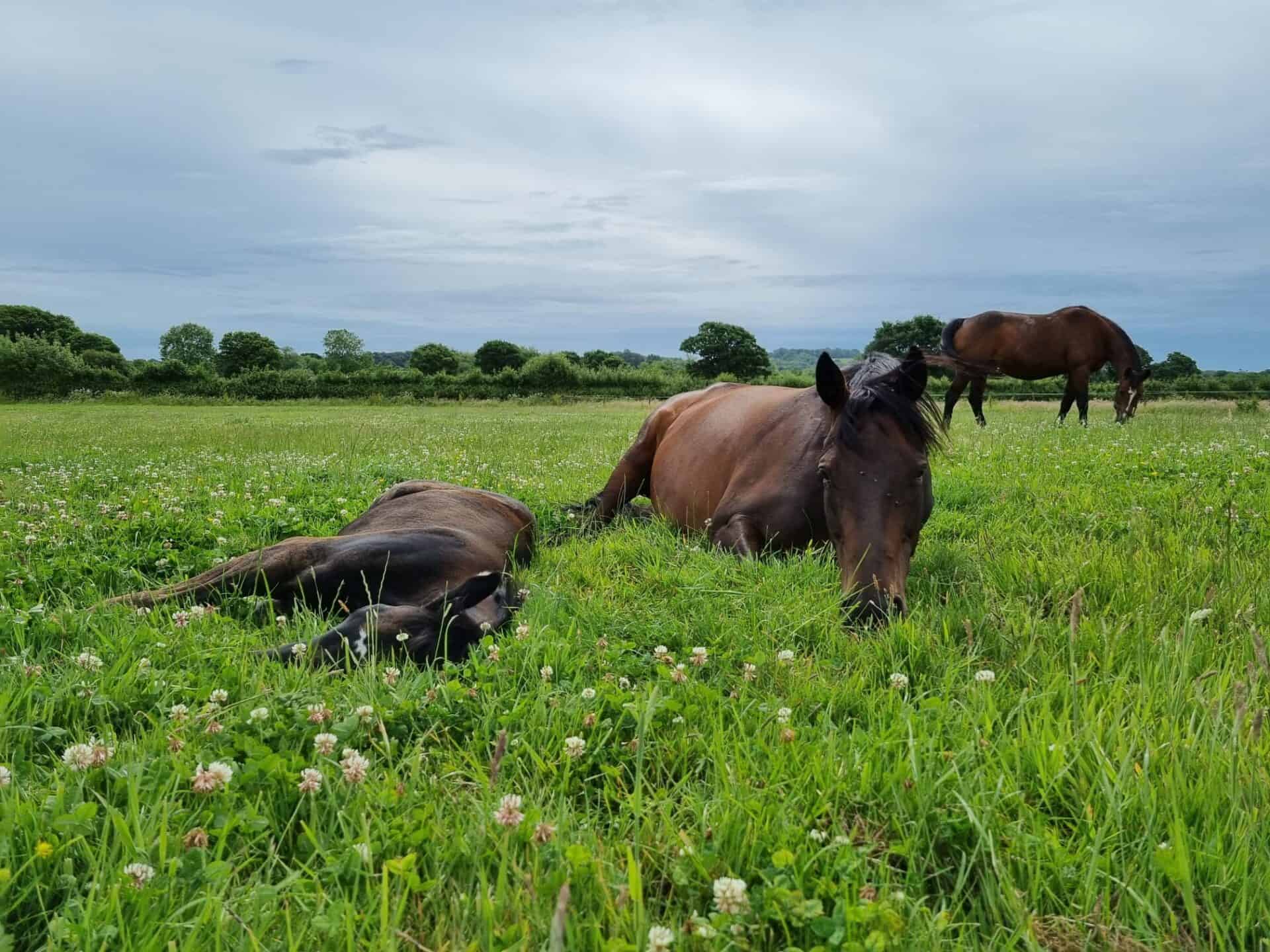 The BV - The digital Blackmore Vale magazine