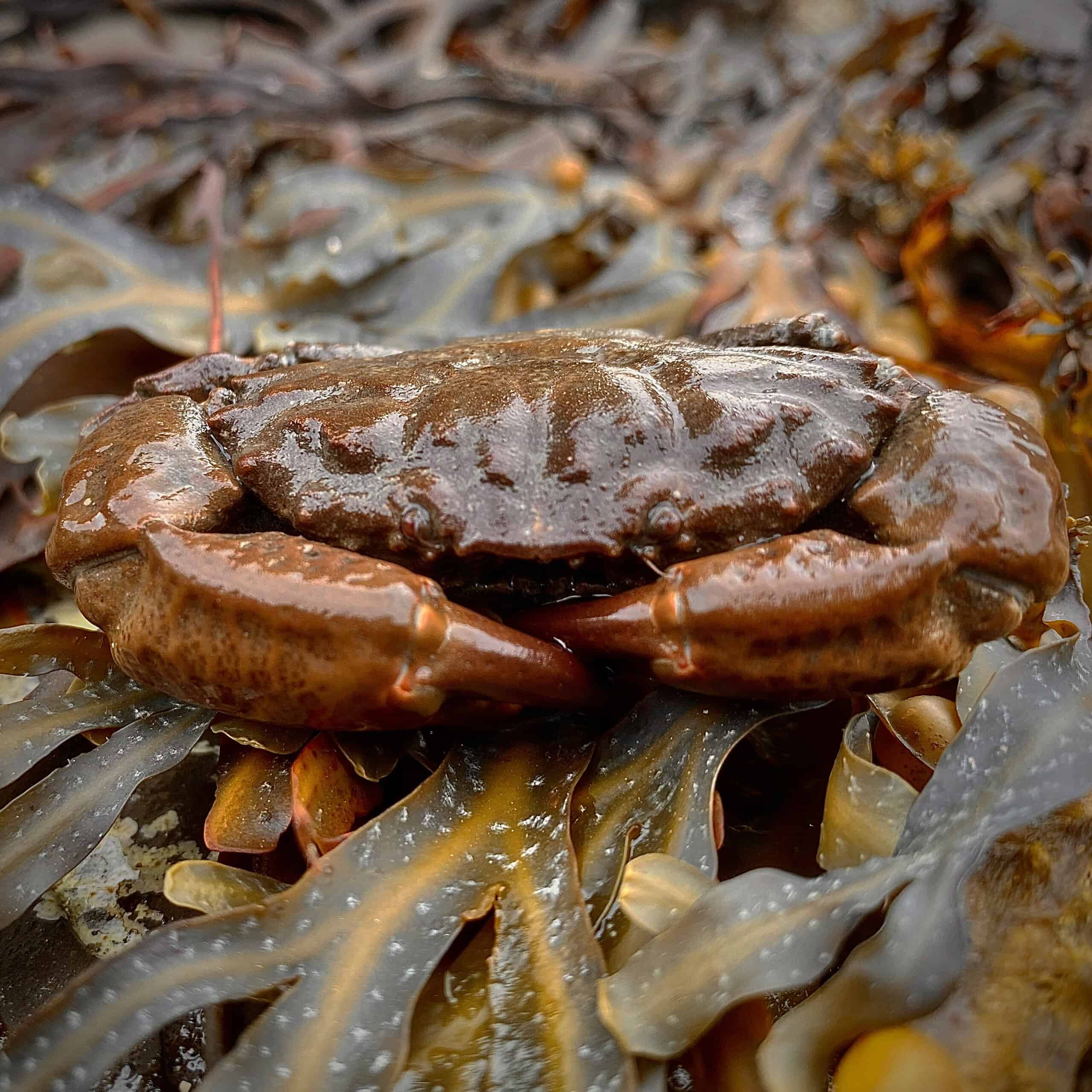Ploughing a new furrow - The BV