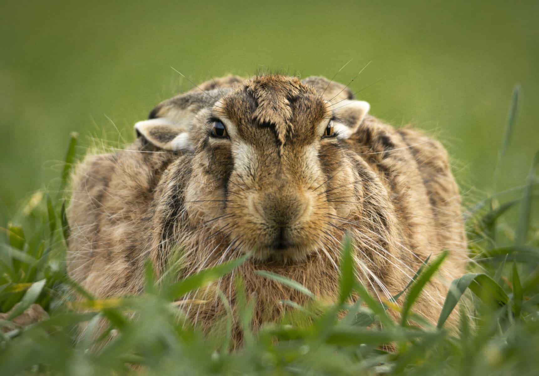 Discover the Three Hares Motif Dorset – Heritage & Symbolism