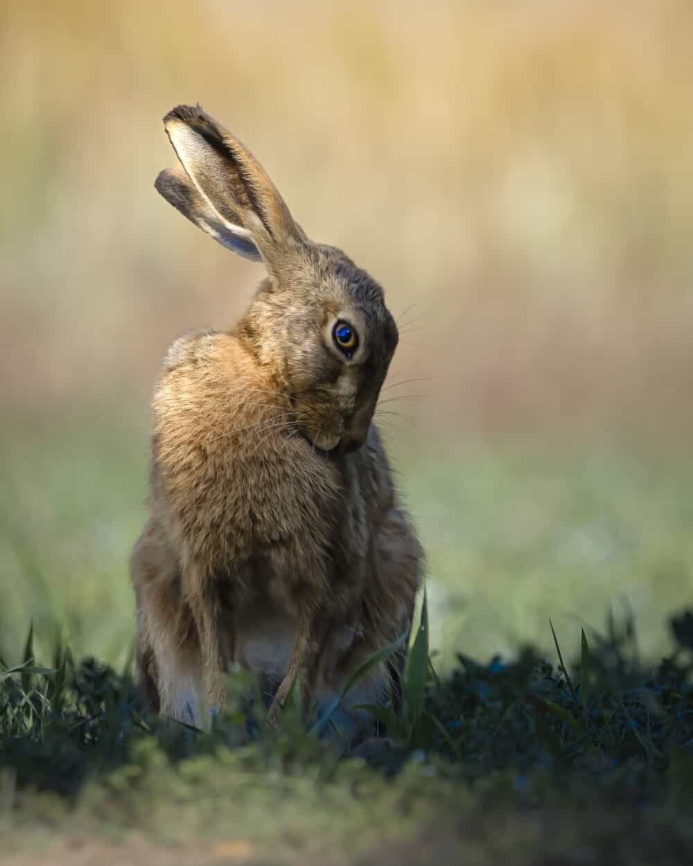 Discover the Three Hares Motif Dorset – Heritage & Symbolism