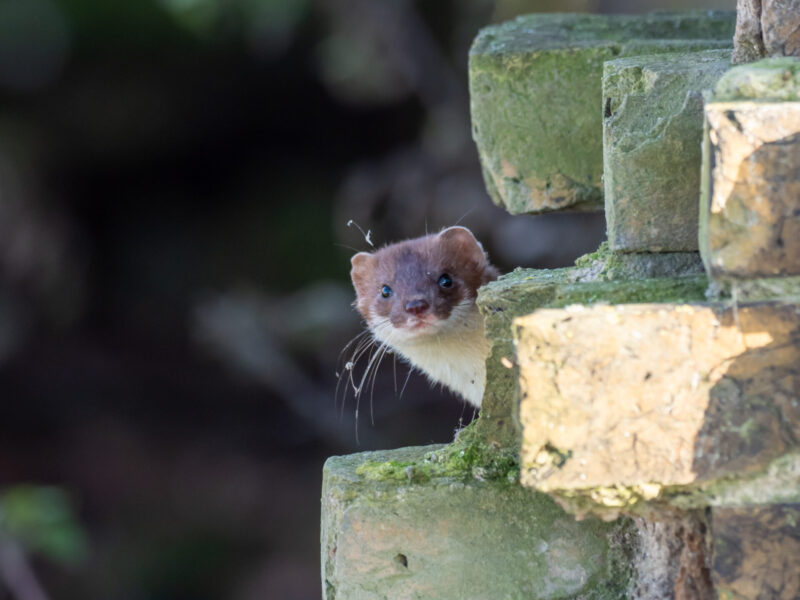 Stoat vs Weasel Dorset – How to Tell These Mustelids Apart