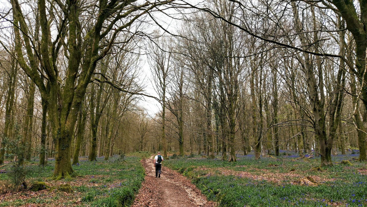 Dorset Bluebells Walk – 8.8 Miles of Woodland Bloom