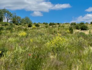 Wild Woodbury Rewilding: Celebrating Three Years of Biodiversity ...
