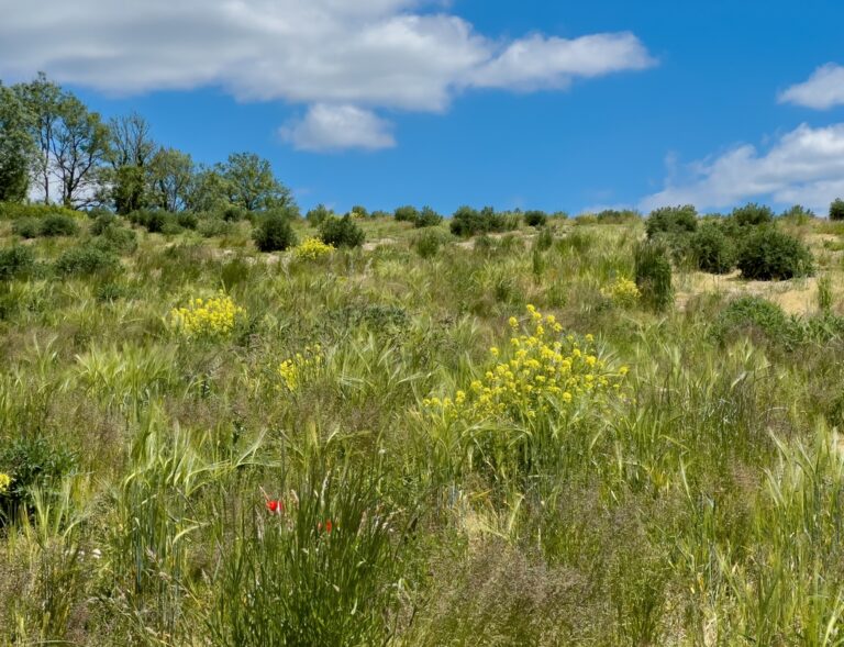 Wild Woodbury Rewilding: Celebrating Three Years of Biodiversity ...