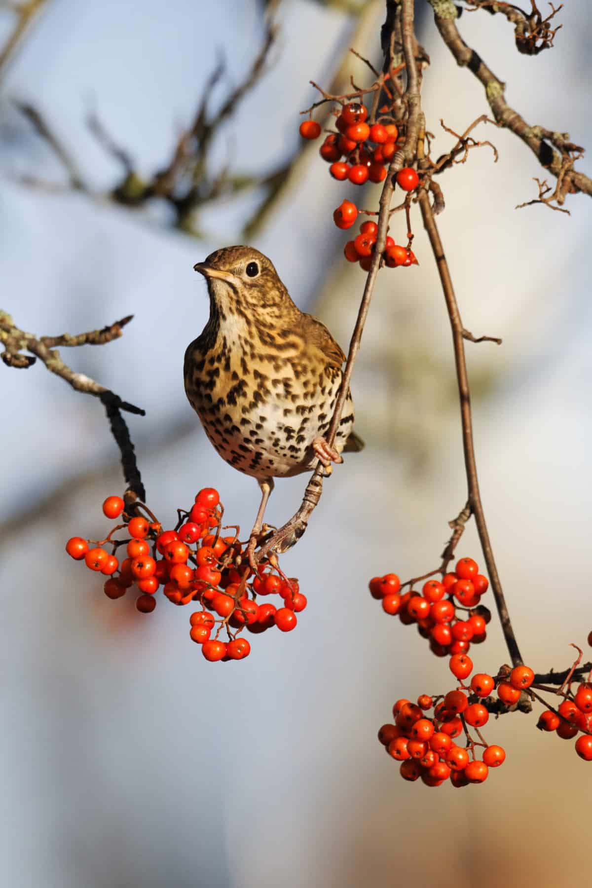 The song thrush - The BV